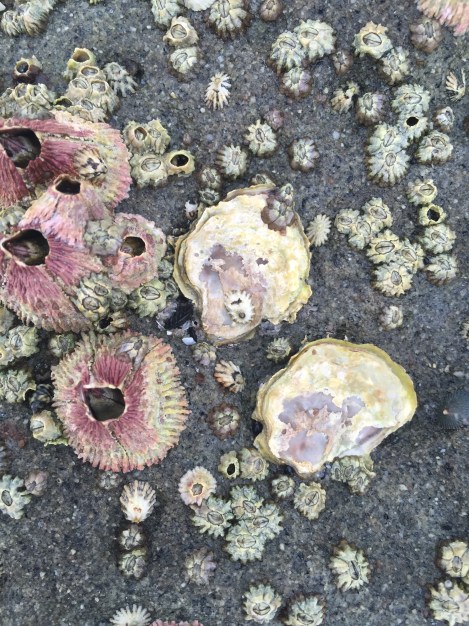 Coastal oysters? | marine global change ecology