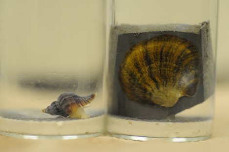 Local adaptation | marine global change ecology